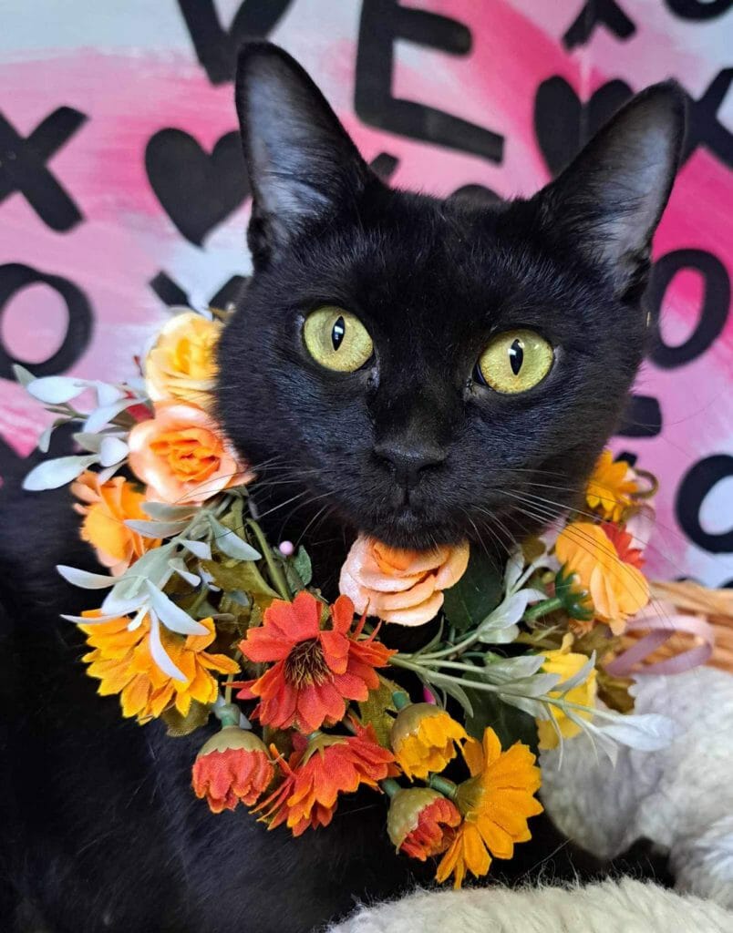 Programs | Animal Shelter of Sullivan County