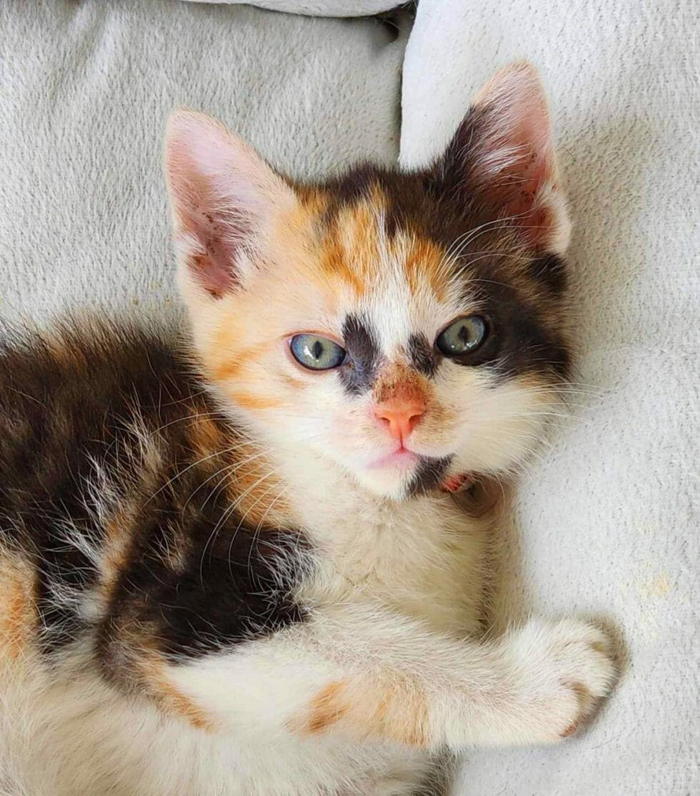 Community Cat | Animal Shelter of Sullivan County