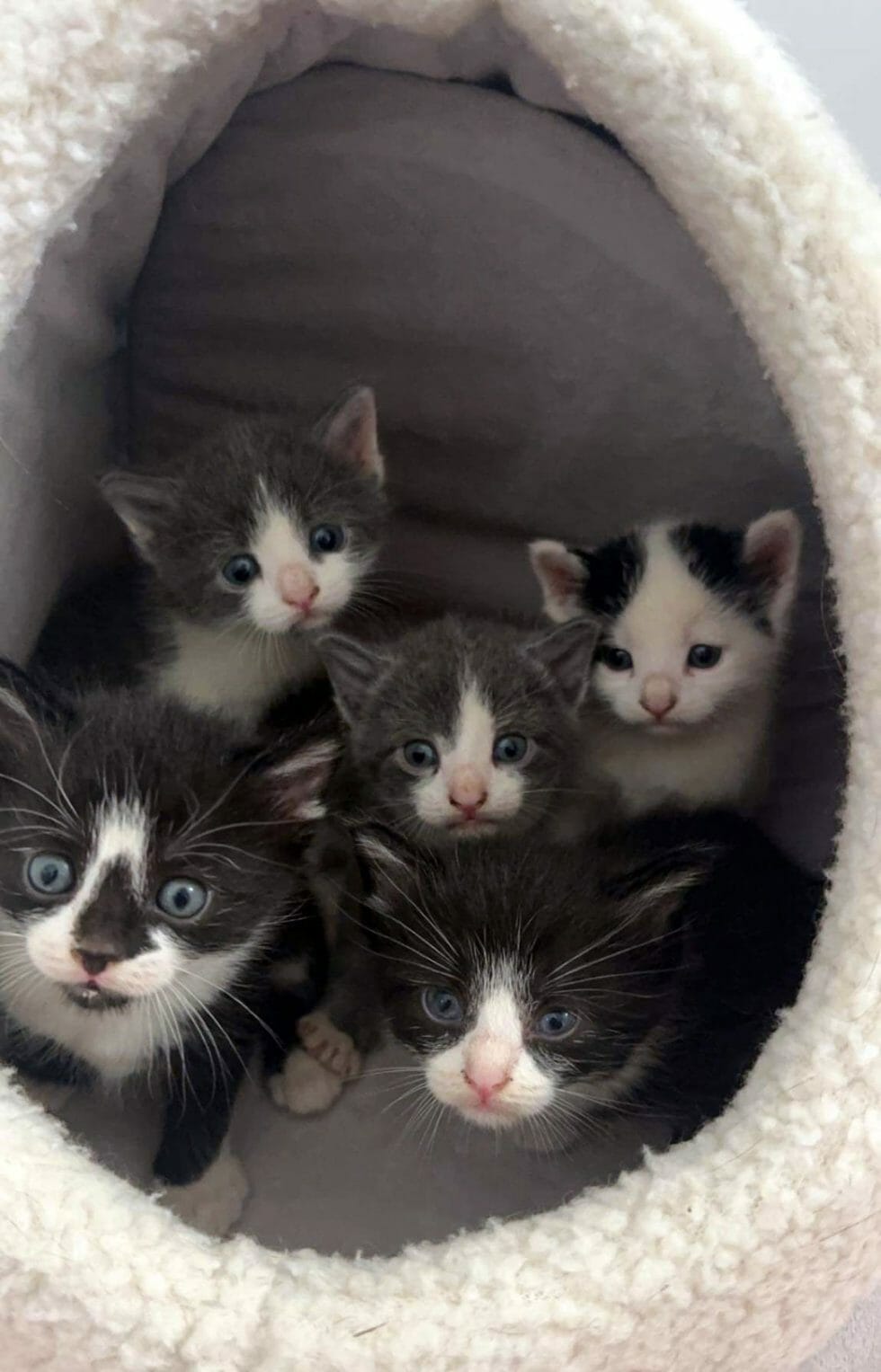 Wait Til 8 Kitten Program | Animal Shelter of Sullivan County